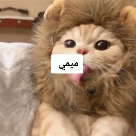 اسماء قطط كيوت 😽💗 Youtube