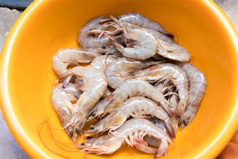 50 Raw Uncooked Prawn Shellfish Penaeus Crustacean Seafood Market