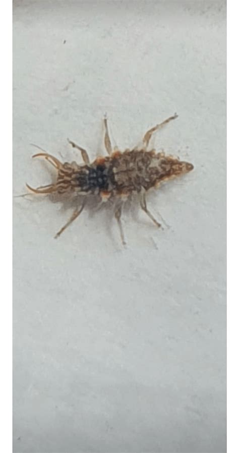 This Bug Bit Me Nsw Australia R Whatsthisbug