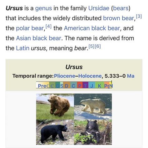 Bear Ur Sus Ramogus