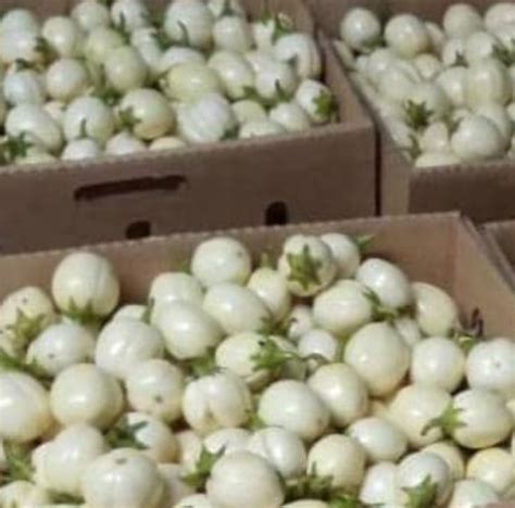 Egg Plants Ambr Products And Services Limited