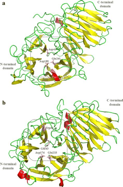 A Stereoview Of The Catalytic Site Of Exo Inulinase From Aspergillus Download Scientific