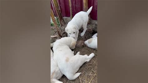 Юные садовники истребляют банан🌴#щенкисао #щенкиалабая #щенки #сао # ...