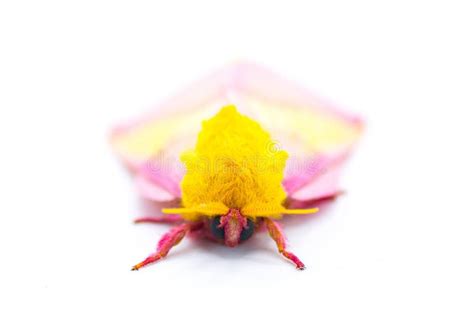 Rosy Maple Silk Moth Dryocampa Rubicunda Is A Small North American