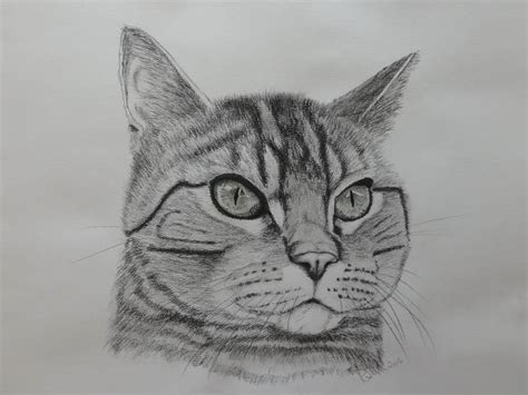 Tabby Cat Sketch At PaintingValley Com Explore Collection Of Tabby Cat Sketch