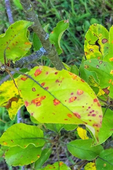 How To Identify Prevent And Control Cedar Apple Rust