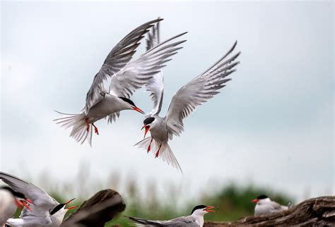 Manmade Common Tern Breeding Platform On Behance