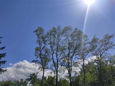 Sky The Sun Trees Free Photo On Pixabay Pixabay