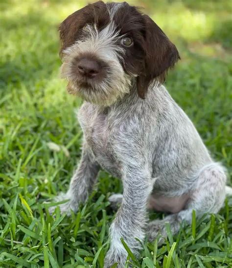 15 Adorable Photos Of German Wirehaired Pointer Puppies With Sweet