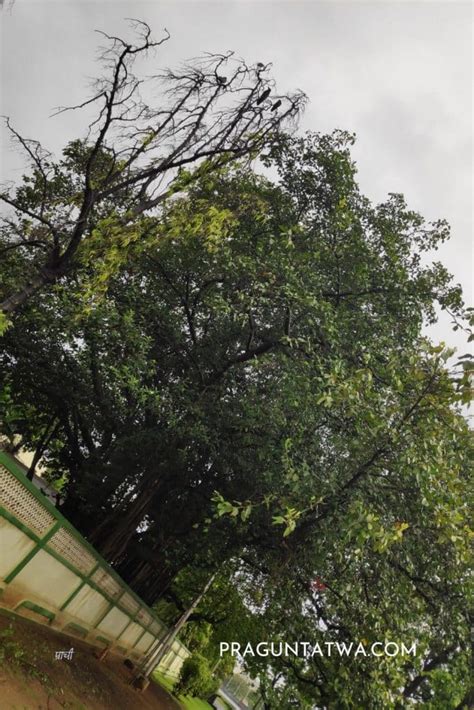 Tree Love Thursday All Around Us Sun Sea Soil Sky