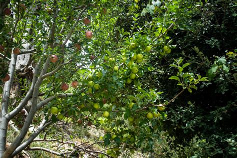 Kinnaur 지역 난초 히마찰프라데시 인도를 장식하는 사과 송이 파삭 파삭 한 과수원 장면 개성 개념에 대한 스톡 사진 및