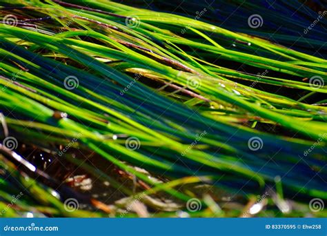 Green Seagrass Stock Image Image Of Sand Coast Cliff 83370595