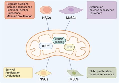 Mitochondria Masters Of Stem Cell Fate