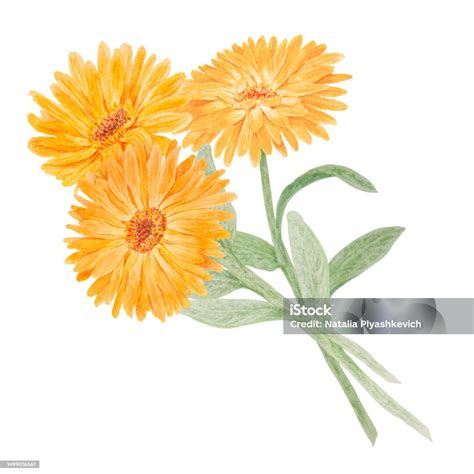 오렌지 금송화 Officinalis 수채화 손으로 그린 삽화의 Boquet 라벨 에코 제품 섬유 천연 약초 건강 차 화장품 및 동종 요법 치료제를위한 식물 성분 거베라데이지