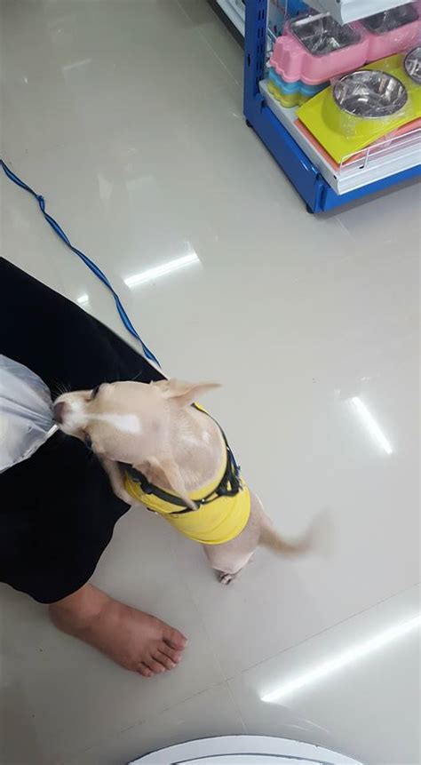 ขอบคุณ คุณลูกค้าที่พาน้องสีหมอกมาซื้อขนมที่ร้านนะคะ ดูความขี้เล่น ขี้อ้อนของสีหมอกสิคะ พีเจ