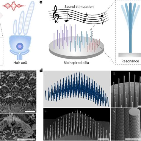 An Artificial Cilia Based Array System For Sound Frequency Decoding And