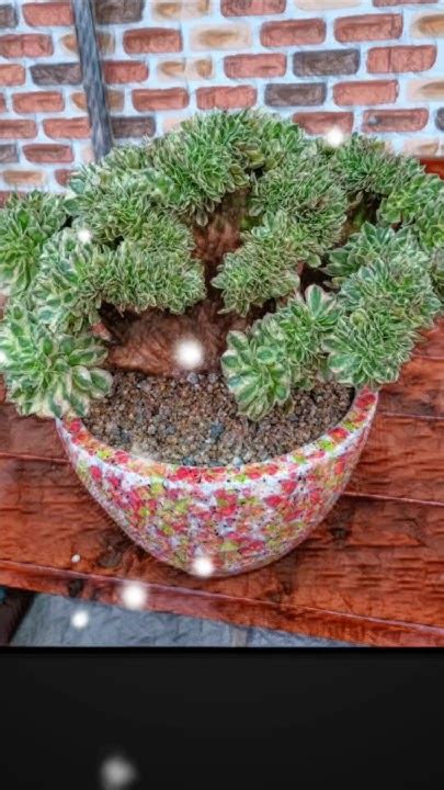 100손맛후기사진감사합니다콩분부터특대분까지섬세하게花緋緞화비단비단한복분s349화비단수제화분수제화분선인장화분코노화분화분판매영상예쁜화분한복구근식물