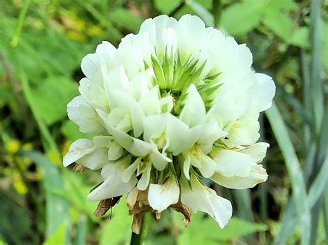 클로버 꽃 토끼풀 꽃말 다른 네잎클로버 네이버 블로그