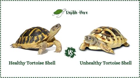 Healthy Tortoise Shell Vs Unhealthy Shell How To Identify