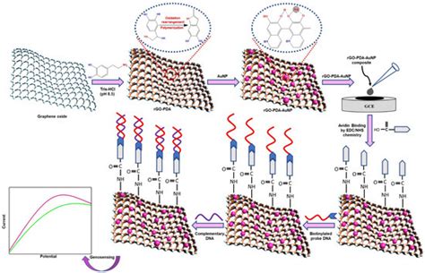 Biosensors Special Issue Nanomaterial Based Biosensors And Their Applications