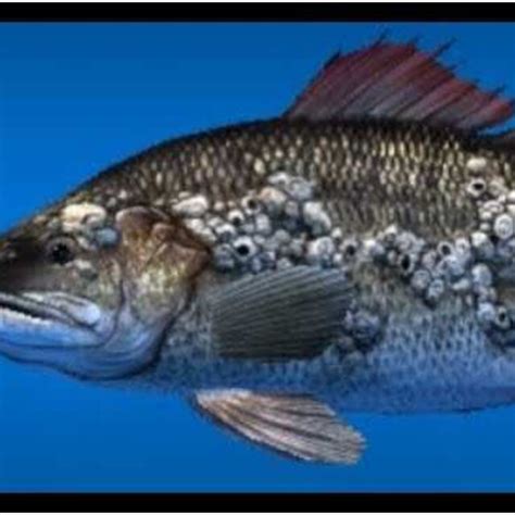 Wild Caught Sheepshead Archosargus Probatocephalus Walbaum 1792