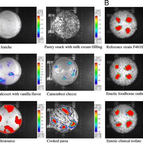 Real Time Monitoring Of Cereulide Synthetase Promoter Activity In Food