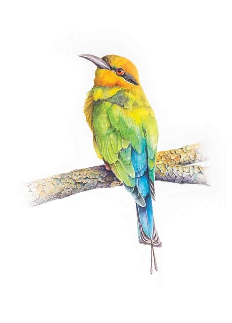 Wall Art Rainbow Bee Eater Art Print Posters For Room Bee Eater