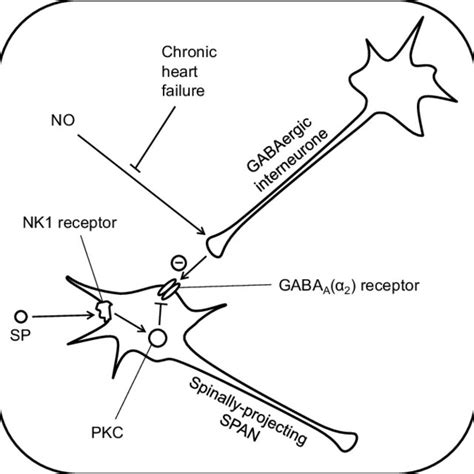 Spinally Projecting Sympathetic Pre Autonomic Neurones Of The