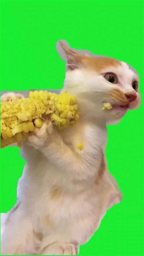 Зеленый фон Когда решил сесть на диету Cat Memes Dancing Cat Funny Cats