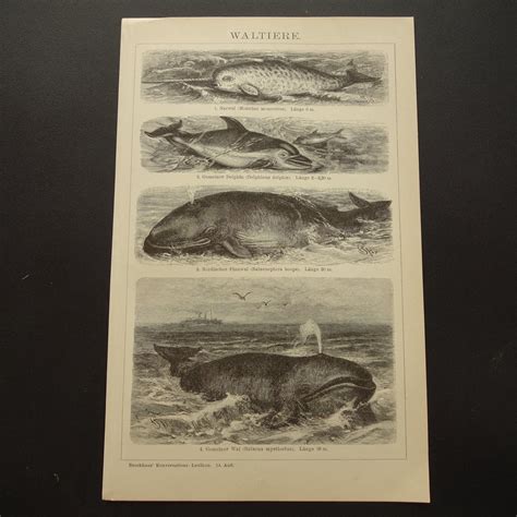 Whale Narwhal Dolphin Sei Whale Antique Print From 1908 With Illustrat