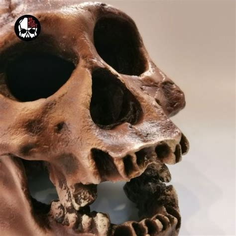 Homo Erectus Georgicus Skull Replica Full Size 3d Printed Etsy