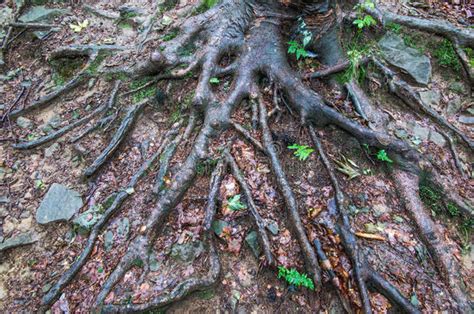 树木根系图片 包图网企业站