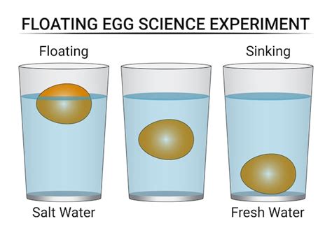Premium Vector Floating Egg Science Experiment Using Salt Water And Fresh Water