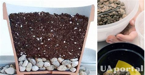 Як правильно садити кімнатні рослини у горщик навіщо потрібен дренаж