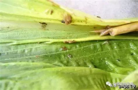 玉米發生擰芯是怎麼回事 每日頭條