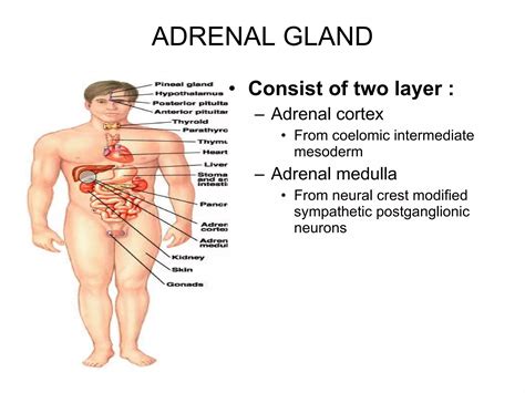 Histologic Structure Of Endocrine System Ppt
