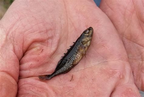 Minnow Identification Finger Lakes Discussion Lake Ontario United Lake Ontario Largest