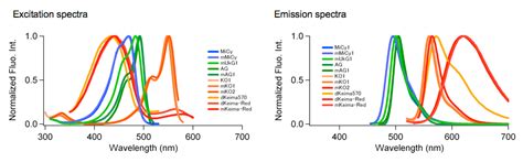 Fluorescent Proteins