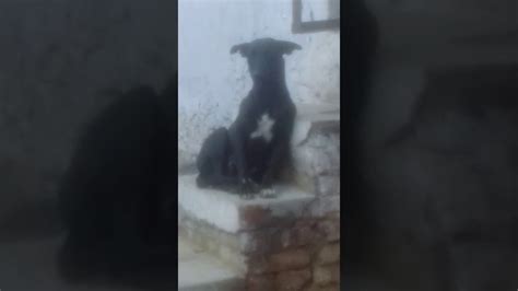 Dog Pandit 1998 Youtube