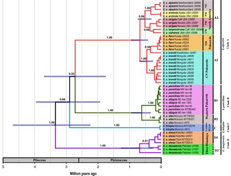 Chronogram Estimated By Bayesian Analysis Of Concatenated Sequences Of Download Scientific