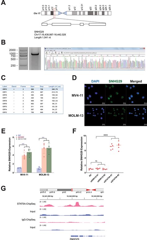 Molecular Characteristics And Expression Regulation Of Snhg29 In Download Scientific Diagram