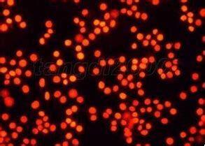 荧光免疫分析图册 360百科
