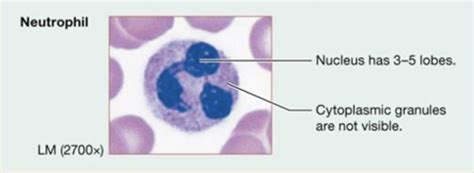 Granulocytes And Agranulocytes Flashcards Quizlet