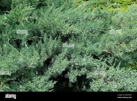 Large Juniper Tree With Berries The Branches Of Evergreen Shrub Of The
