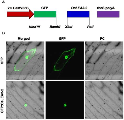 A Diagram Of The T Dna Region Of The Binary Vector Phb Gfp Oslea3 2