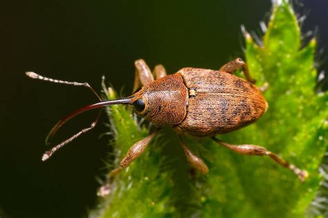 The Nhbs Guide To Uk Weevil Identification Hoopoe A Blog By Nhbs