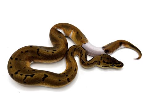 Pinstripe Pied 66 Possible Het Gcr Axanthic Royal Constrictor Designs