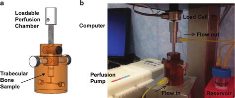 Loadable Perfusion Bioreactor A Schematic Representation Of The