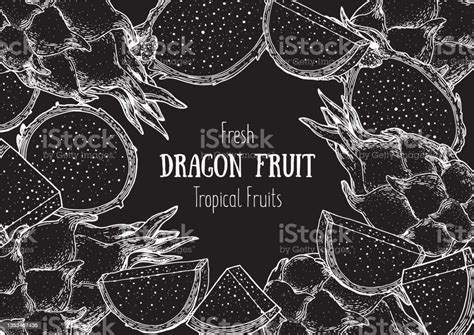 드래곤 과일 손으로 그린 패키지 디자인 벡터 그림입니다 디자인 스케치 브로셔 일러스트레이션 빈티지 복고풍 디자인 피타야 프레임 일러스트레이션 포장 설계에 사용할 수 있습니다