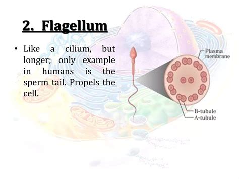 Cell Anatomy And Physiology Slideshare Pptx